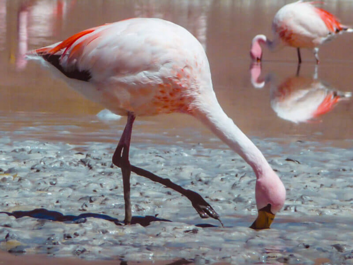 Salar de Uyuni and Flamingo lagoons - 2-Day Expedition by Banjo Tours