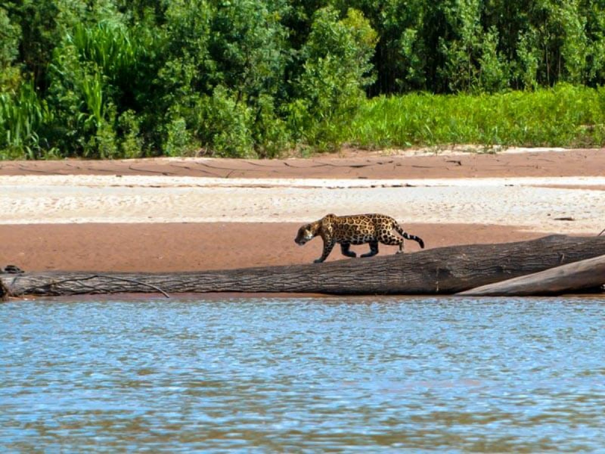 Madidi National Park 3-Day Amazon Tour - Banjo Tours