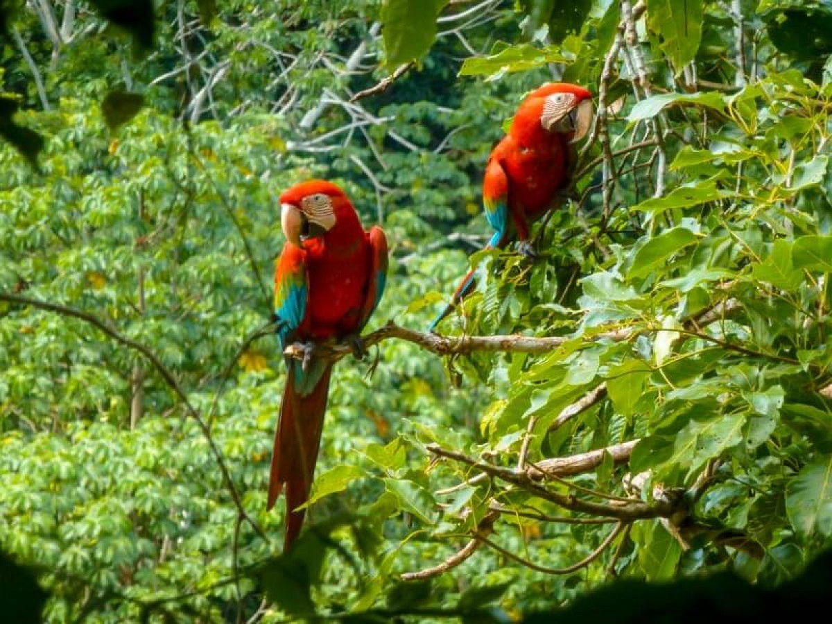 Madidi National Park 3-Day Amazon Tour - Banjo Tours