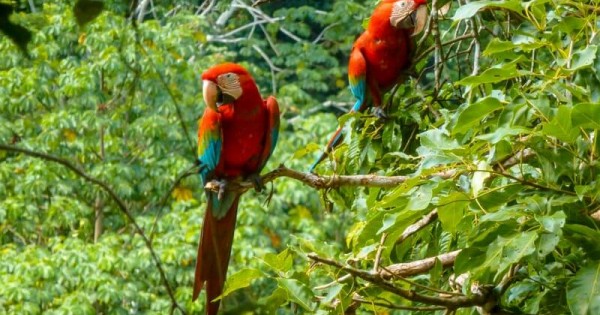 Madidi National Park 3-Day Amazon Tour - Banjo Tours